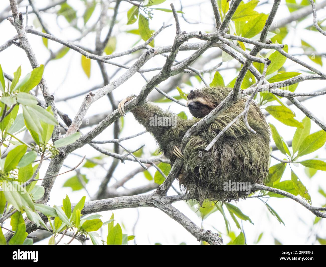 Brown-throated sloth (Bradypus variegatus), Sierpe River, Costa Rica ...