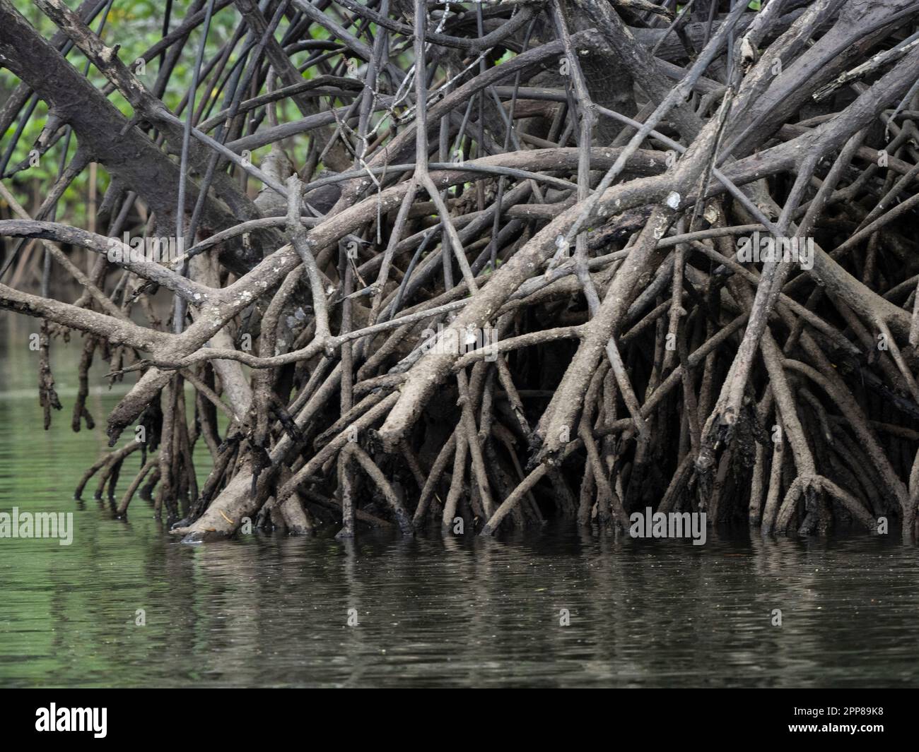 Mangroves, Sierpe River, Costa Rica Stock Photo - Alamy