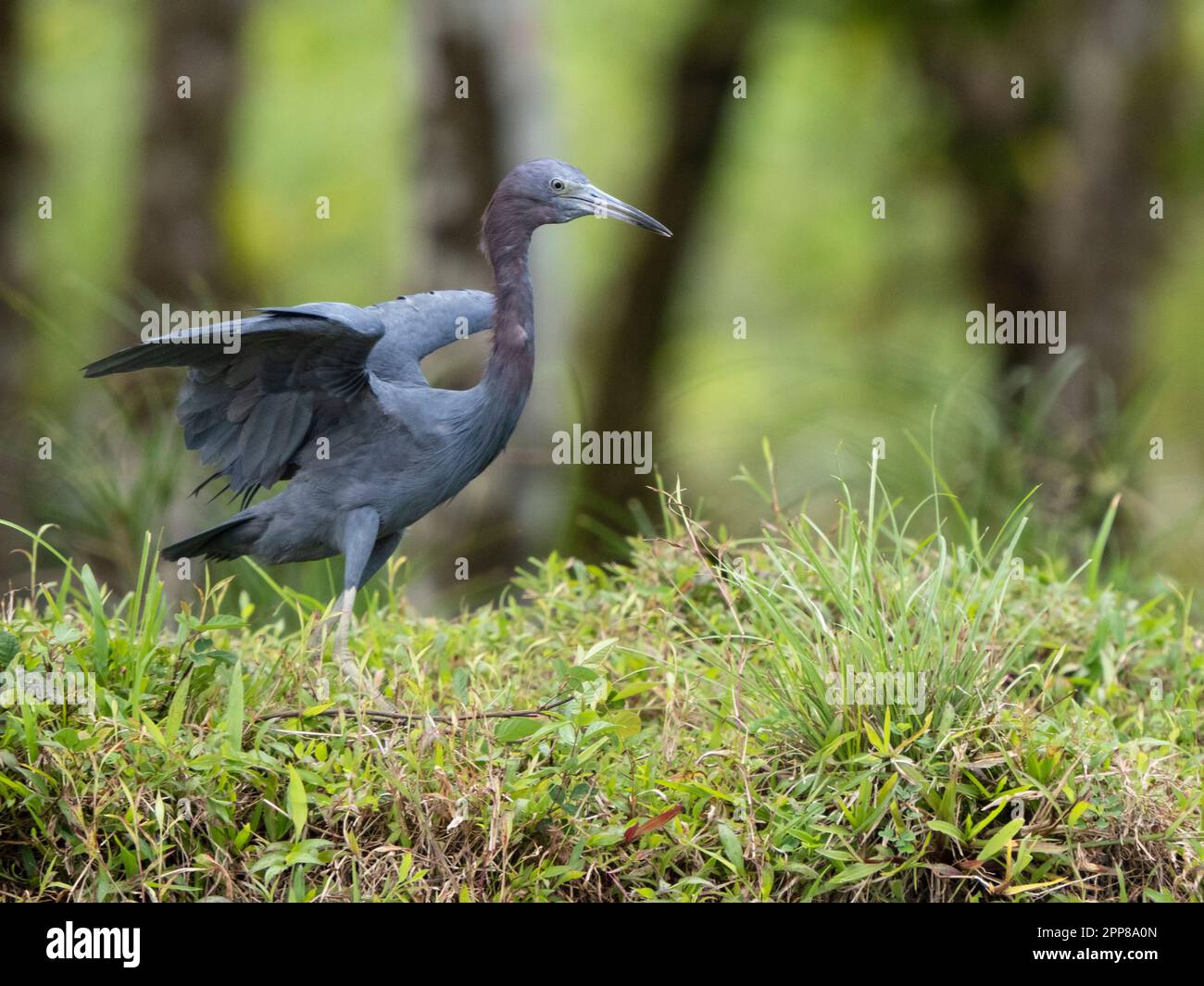 Little blue heron (Egretta caerulea), Sierpe River, Costa Rica Stock ...