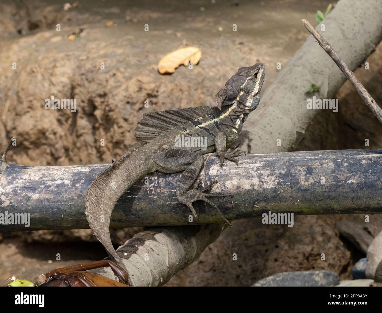 Common basilisk (Basiliscus basiliscus), Sierpe River, Costa Rica Stock ...