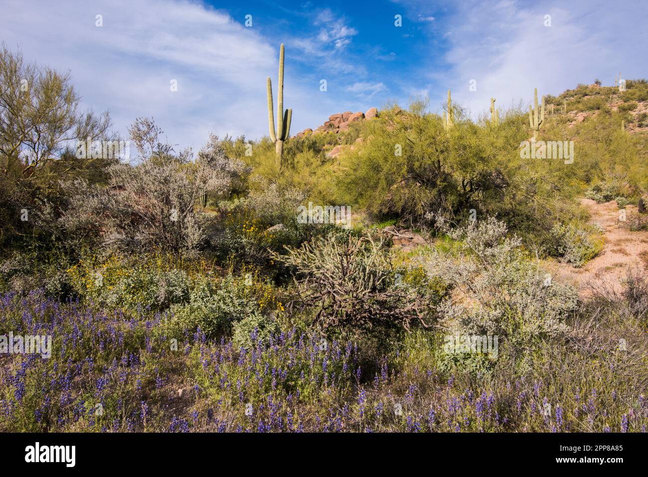 Wildflowers and saguaro cactus in springtime at Picacho Peak State Park ...