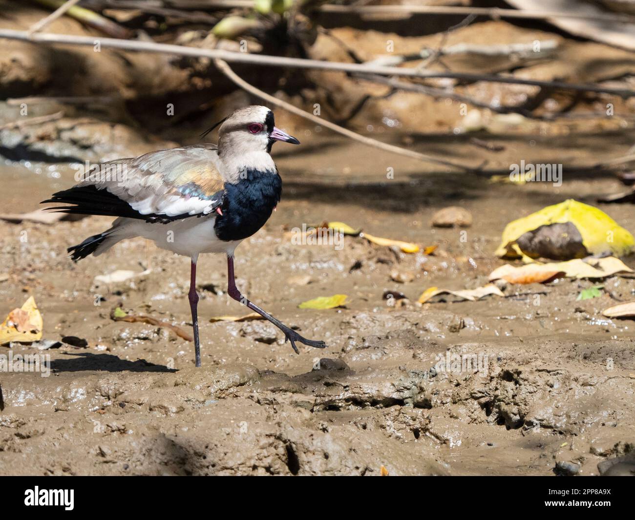 Southern lapwing (Vanellus chilensis), Sierpe River, Costa Rica Stock ...