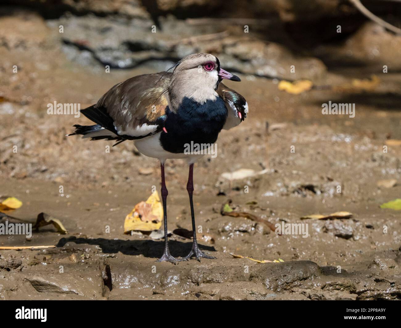 Southern lapwing (Vanellus chilensis), Sierpe River, Costa Rica Stock ...