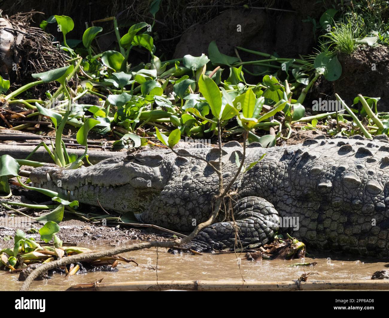 American crocodile (Crocodylus acutus), Sierpe River, Costa Rica Stock ...