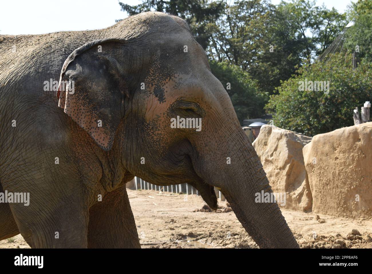 Closeup of an African elephant standing in the outdoor enclosure of a ...