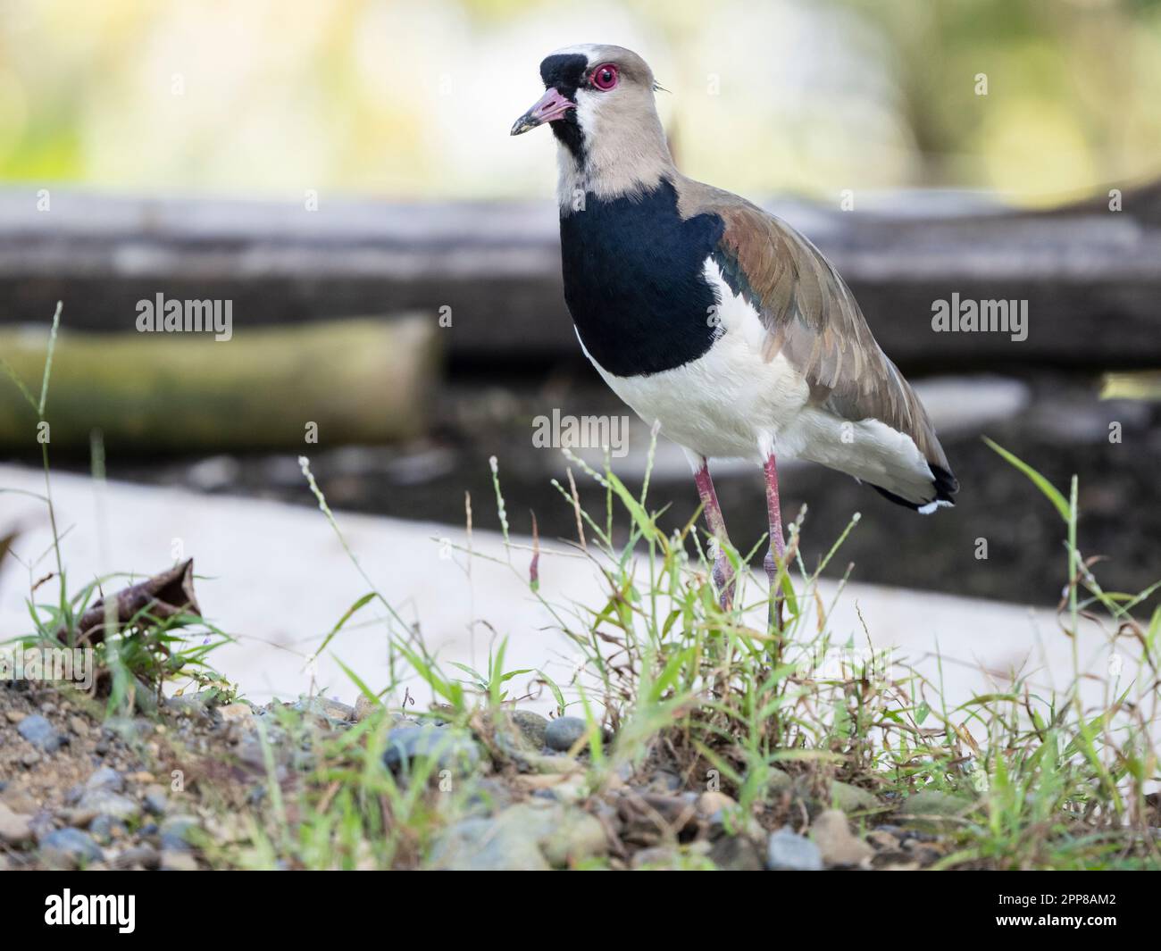 Southern lapwing (Vanellus chilensis), Sierpe River, Costa Rica Stock Photo - Alamy