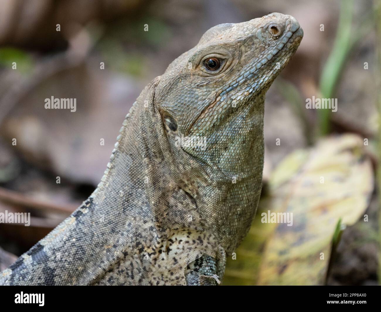 Black spiny-tailed iguana (Ctenosaura similis), Costa Rica Stock Photo ...