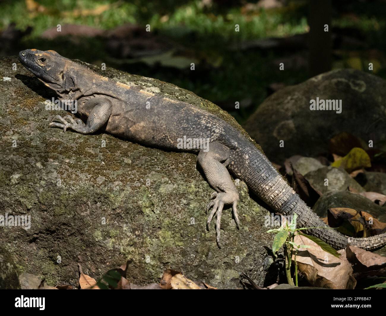 Black spiny-tailed iguana (Ctenosaura similis), Costa Rica Stock Photo ...