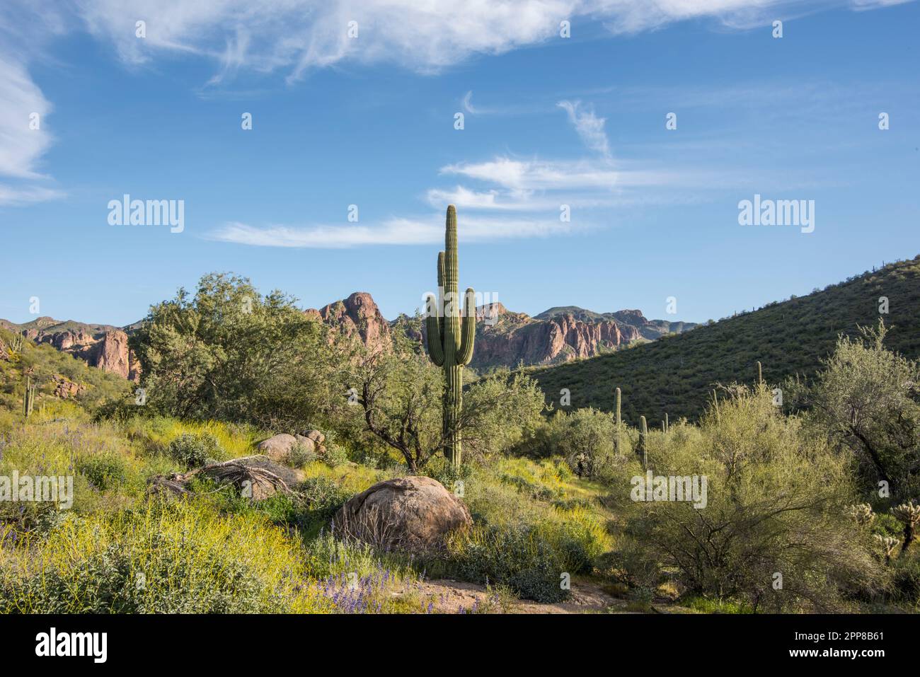Wildflowers and saguaro cactus in springtime at Picacho Peak State Park ...
