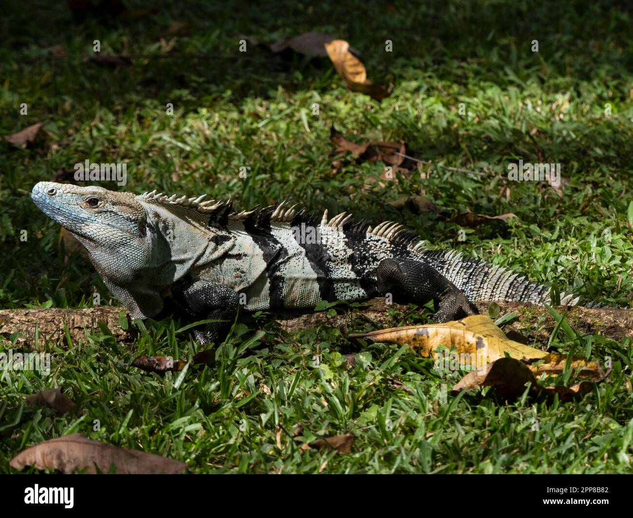 Black spiny-tailed iguana (Ctenosaura similis), Costa Rica Stock Photo ...
