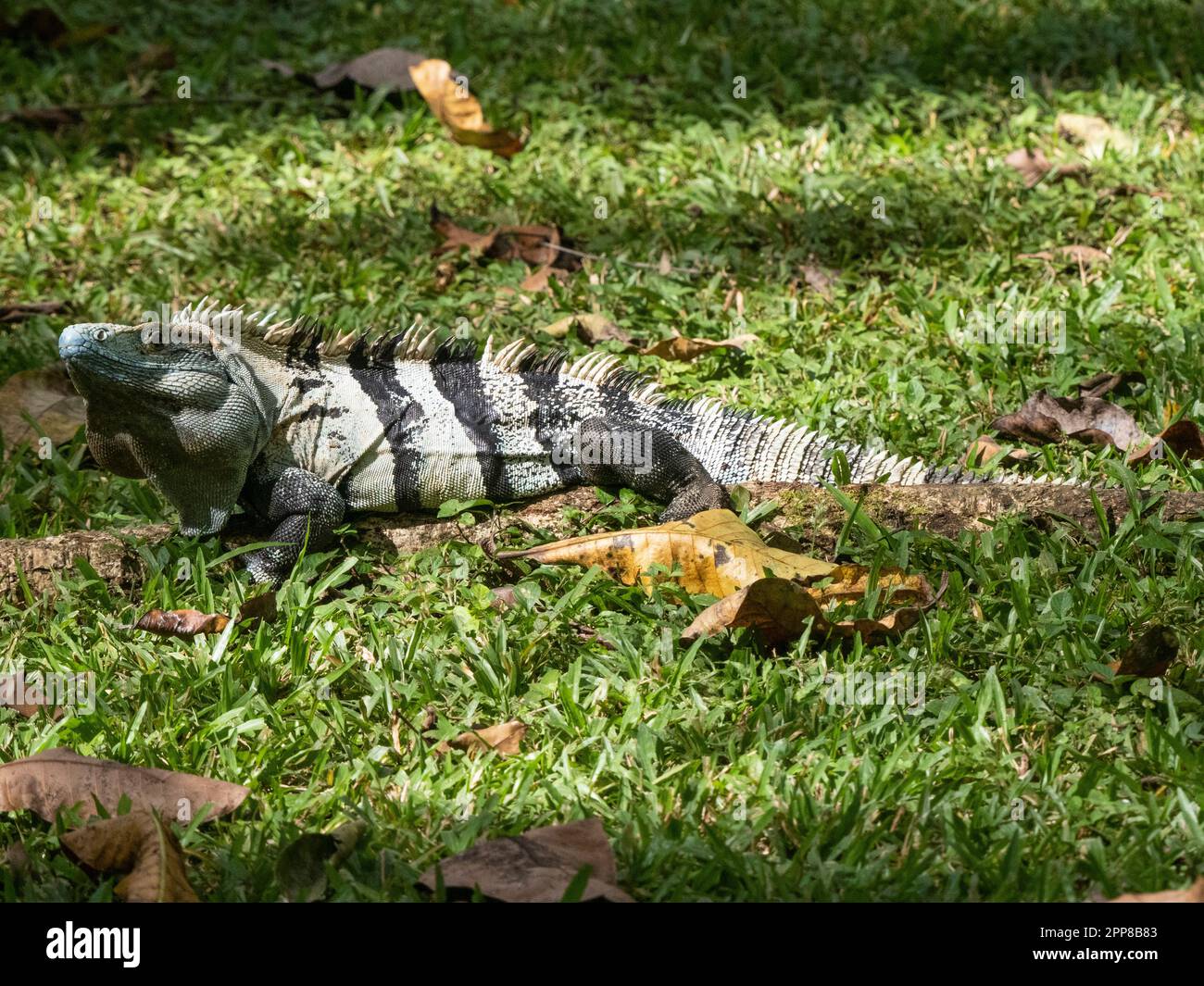 Black spiny-tailed iguana (Ctenosaura similis), Costa Rica Stock Photo ...