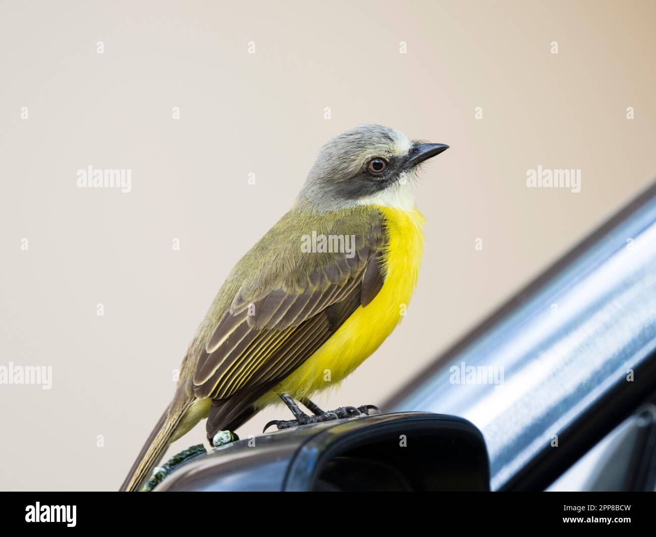 Myiozetetes granadensis hi-res stock photography and images - Alamy