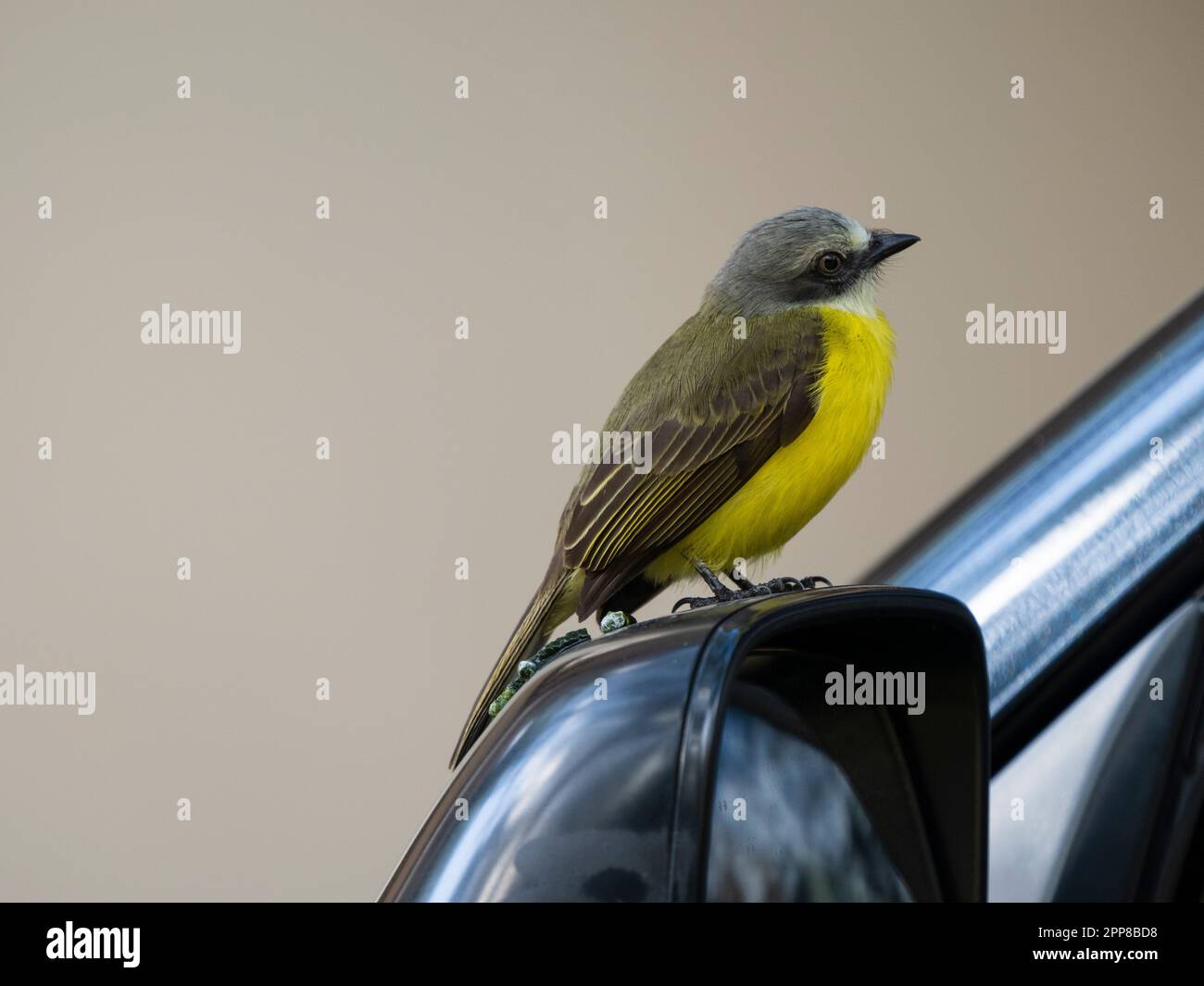 Grey-capped flycatcher (Myiozetetes granadensis Stock Photo - Alamy