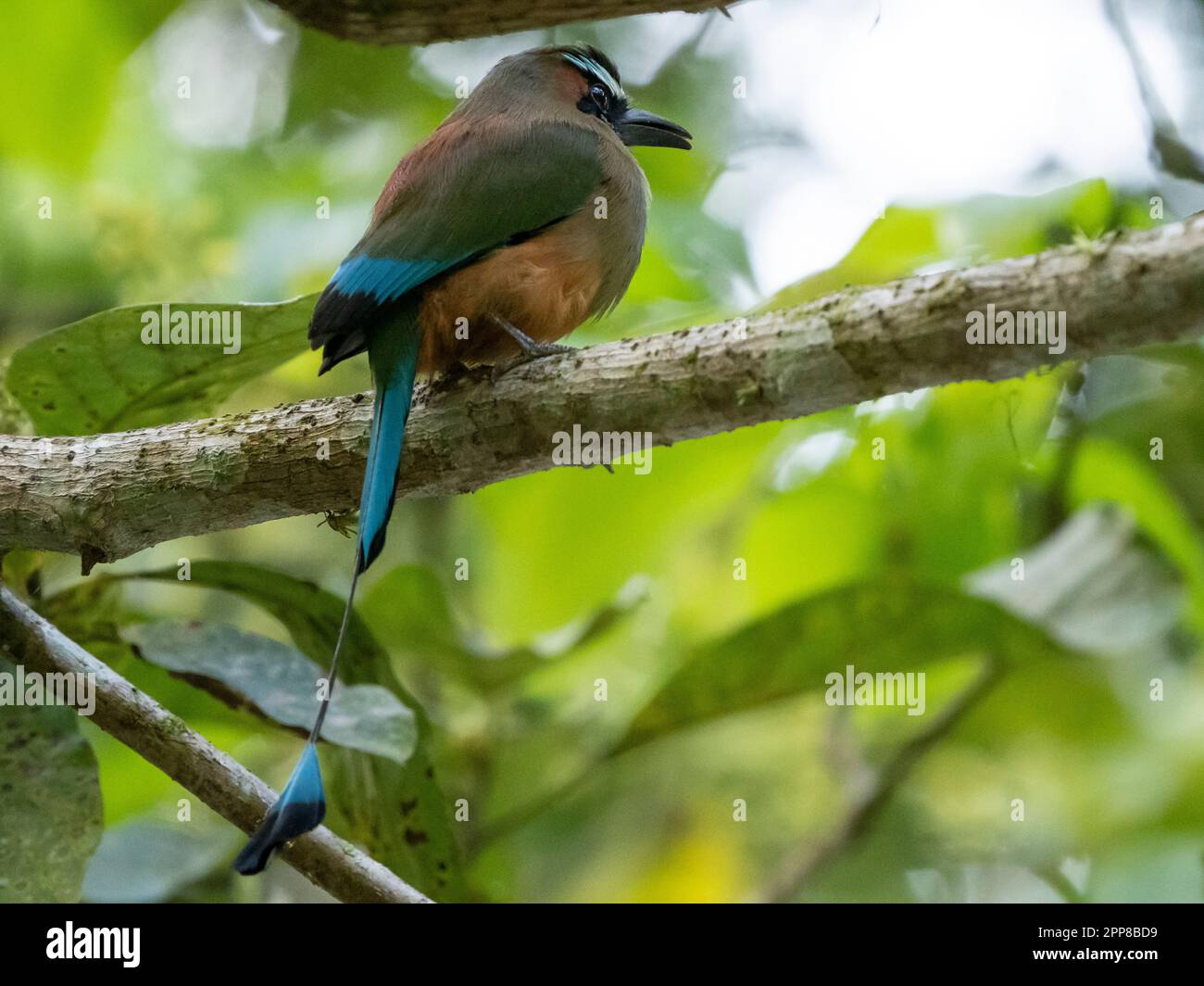 Turquoise-browed motmot (Eumomota superciliosa), Costa Rica Stock Photo ...