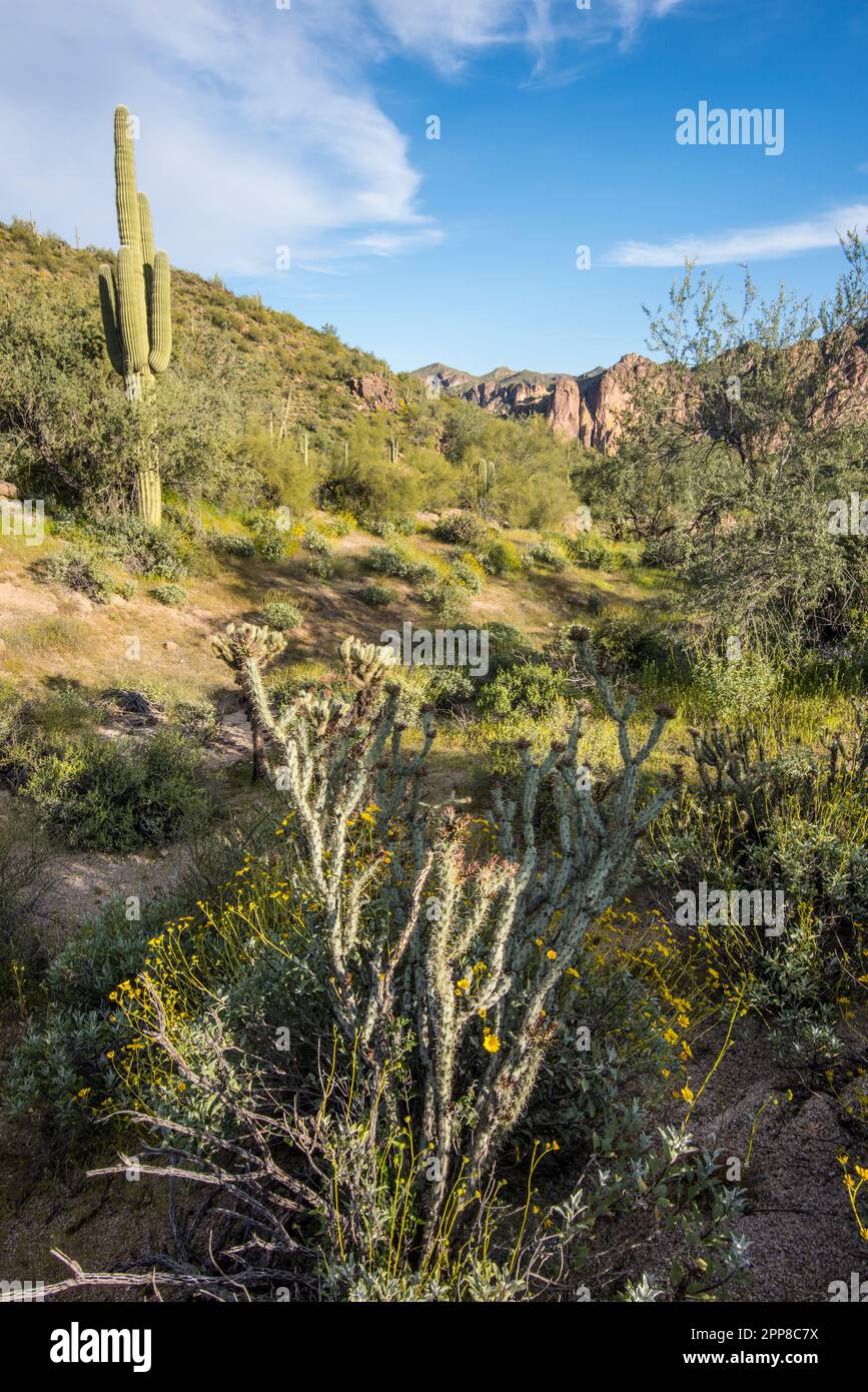 Wildflowers and saguaro cactus in springtime at Picacho Peak State Park ...