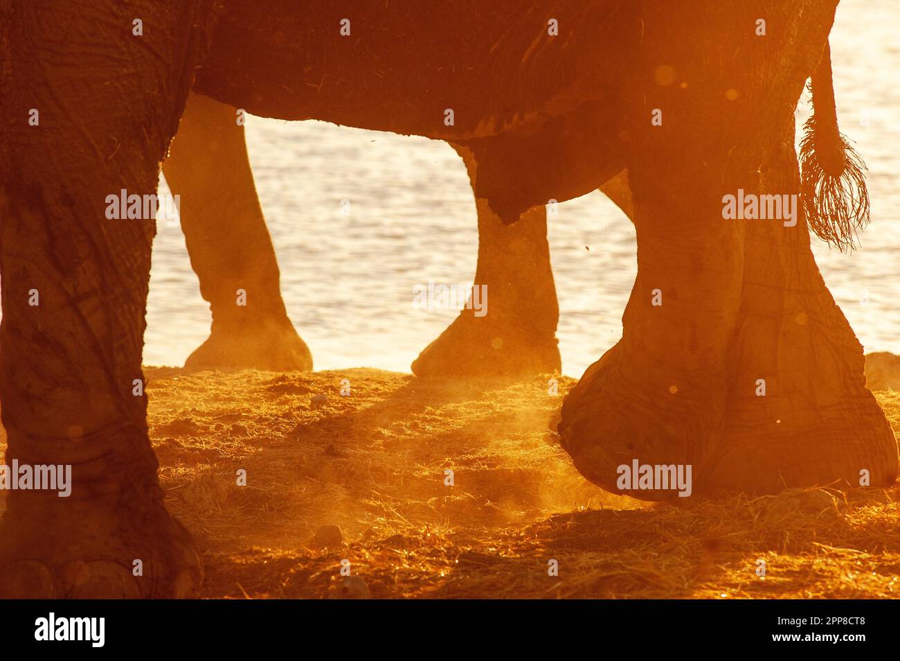 Elephant foot africa hi-res stock photography and images - Alamy