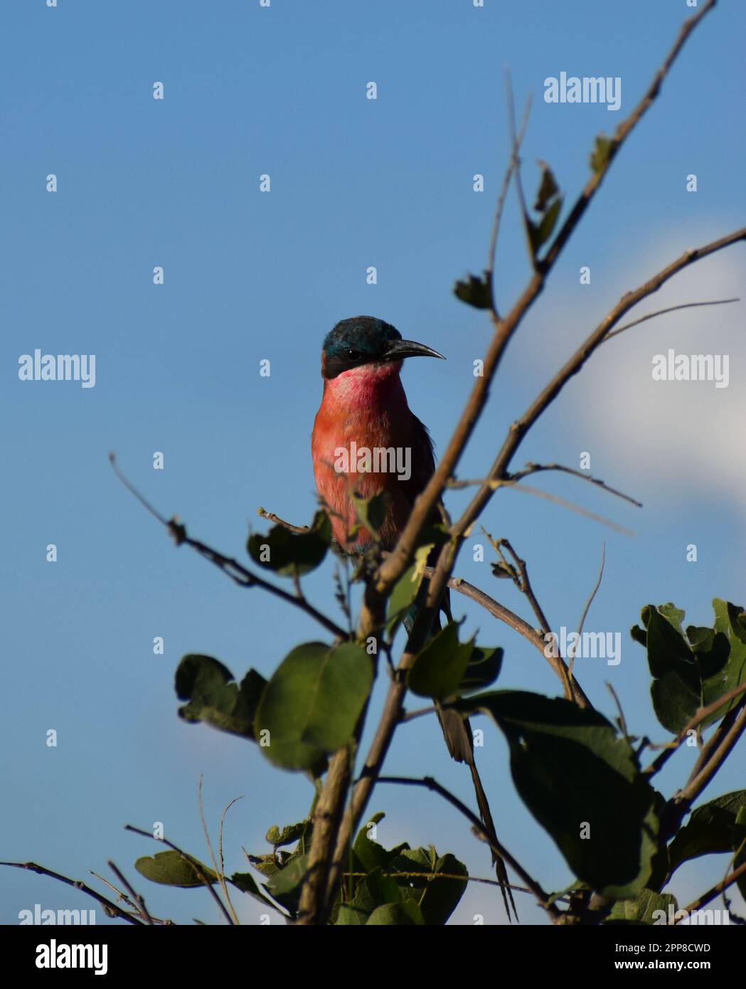 Lilac-breasted roller bird sitting on a tree branch Stock Photo - Alamy