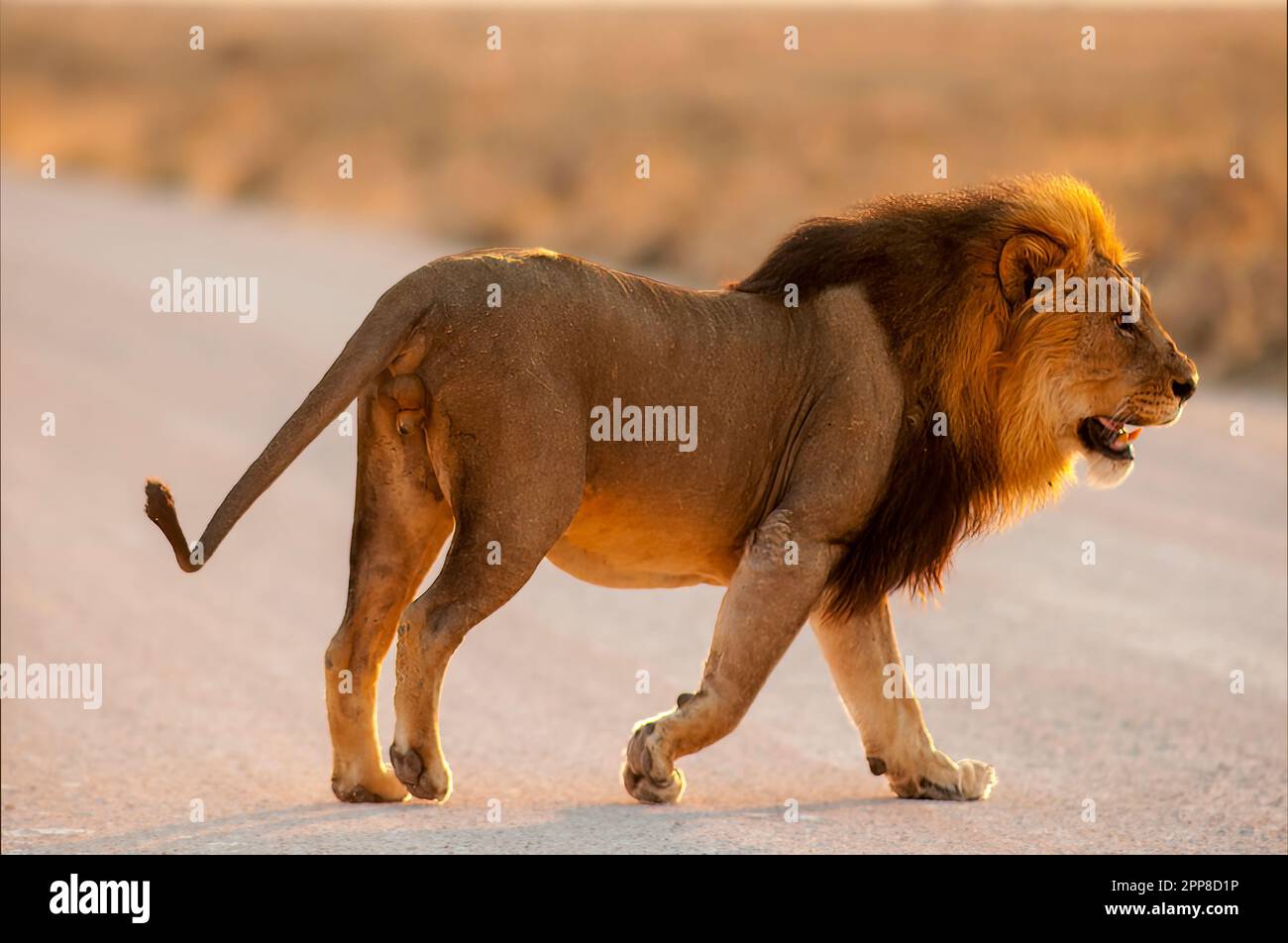 Lion crossing the road hi-res stock photography and images - Alamy