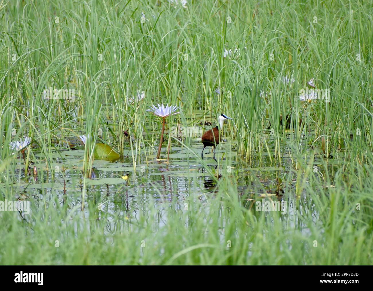 Africa Jacana bird walking in Chobe Riven among water lilies Stock ...
