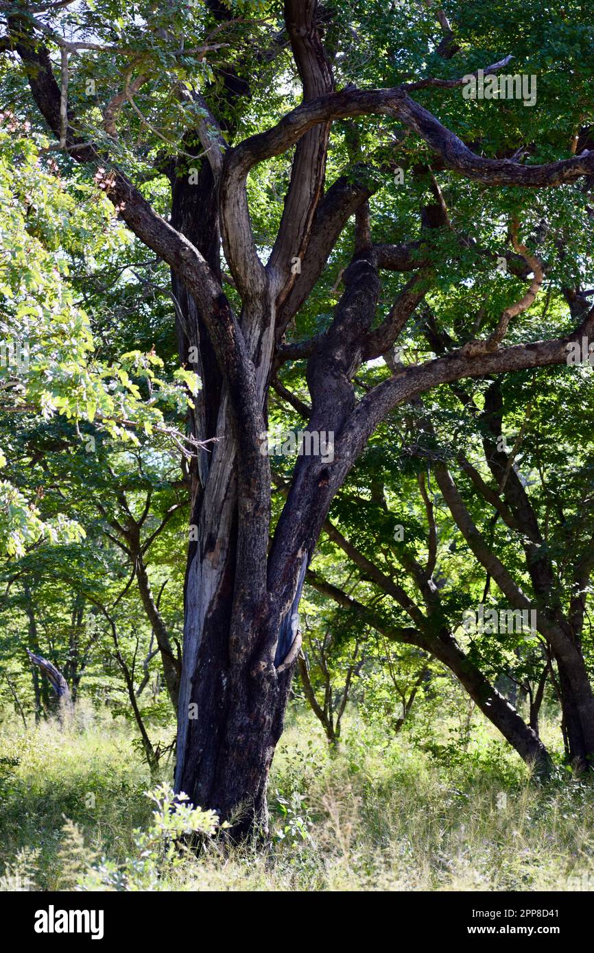 Twisted tree trunks and branches Stock Photo - Alamy