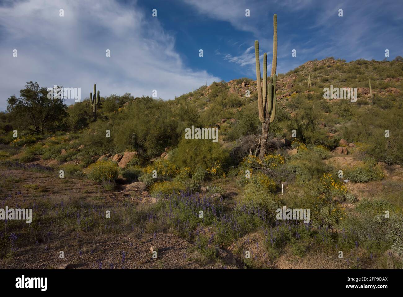 Sonoran Desert Landscape scenics along the Lower Salt River Recreation ...