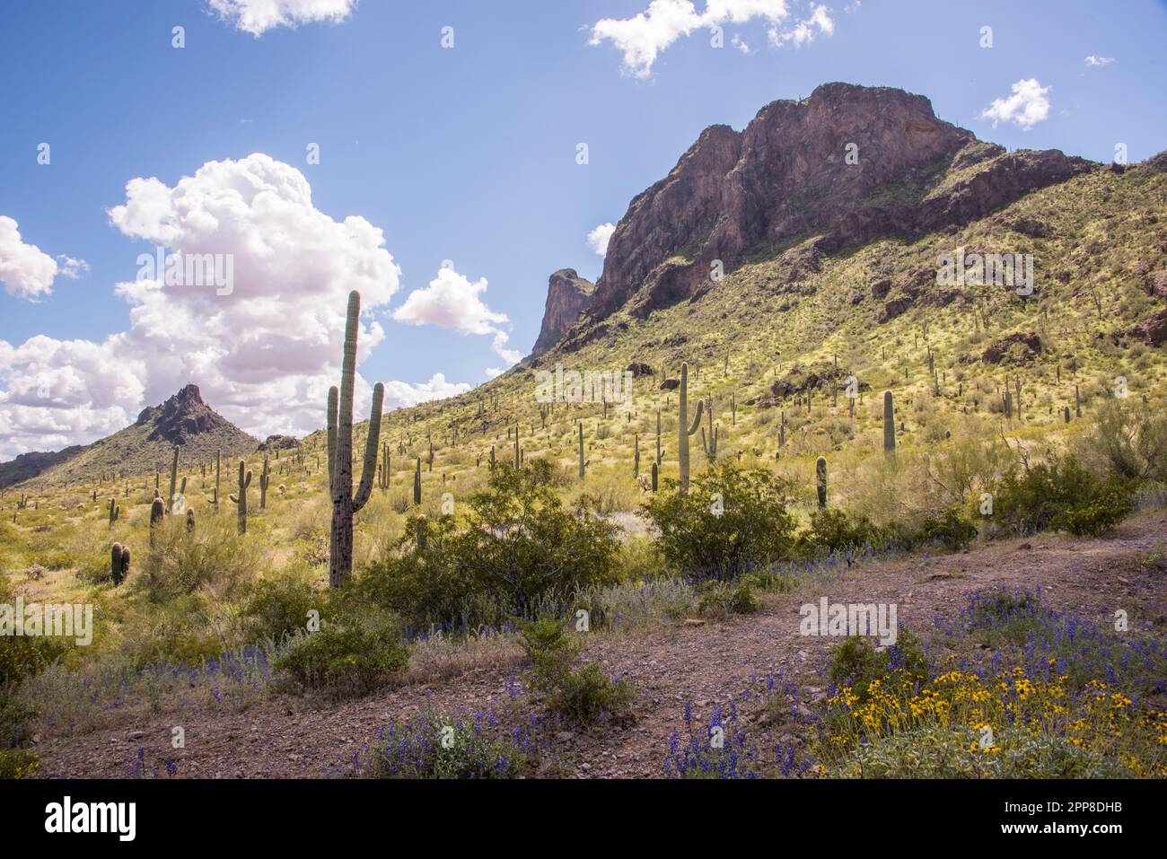Landscape scenics from Picacho Peak state Park, Picacho, Arizona, USA ...