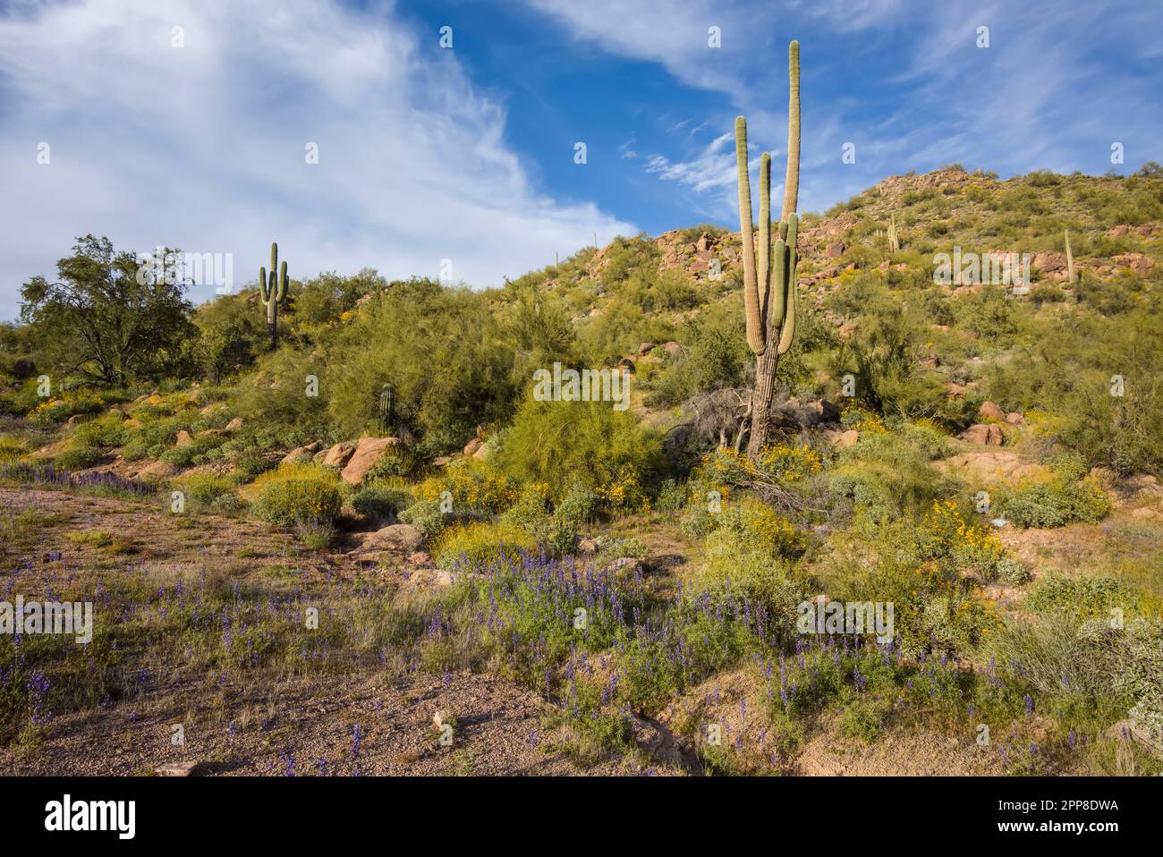 Sonoran Desert Landscape scenics along the Lower Salt River Recreation ...