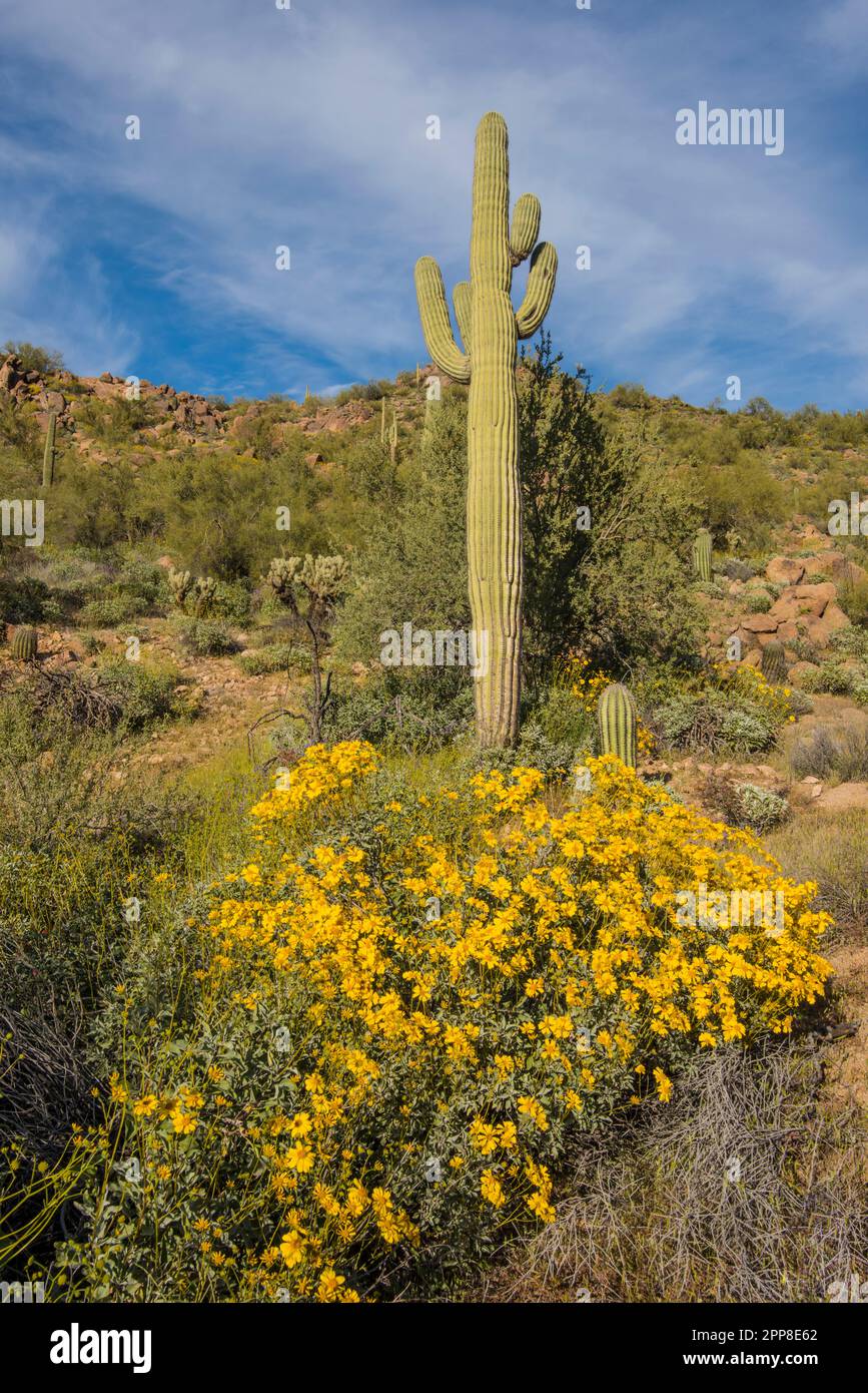 Sonoran Desert Landscape scenics along the Lower Salt River Recreation ...