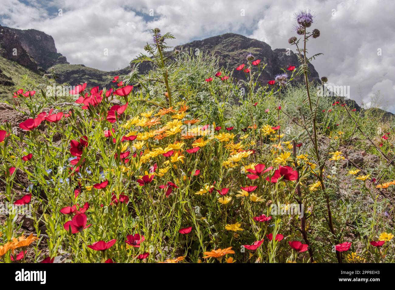 Landscape scenics from Picacho Peak state Park, Picacho, Arizona, USA ...