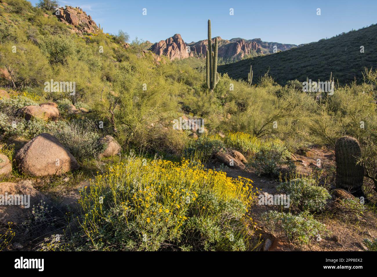 Wildflower superbloom including saguaro cactus and geology along the ...