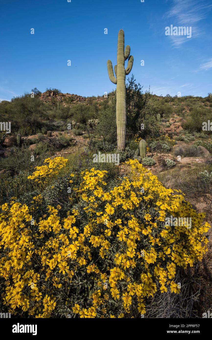 Scenic landscape of wildflowers and saguaro cactus in Sonoran Desert ...