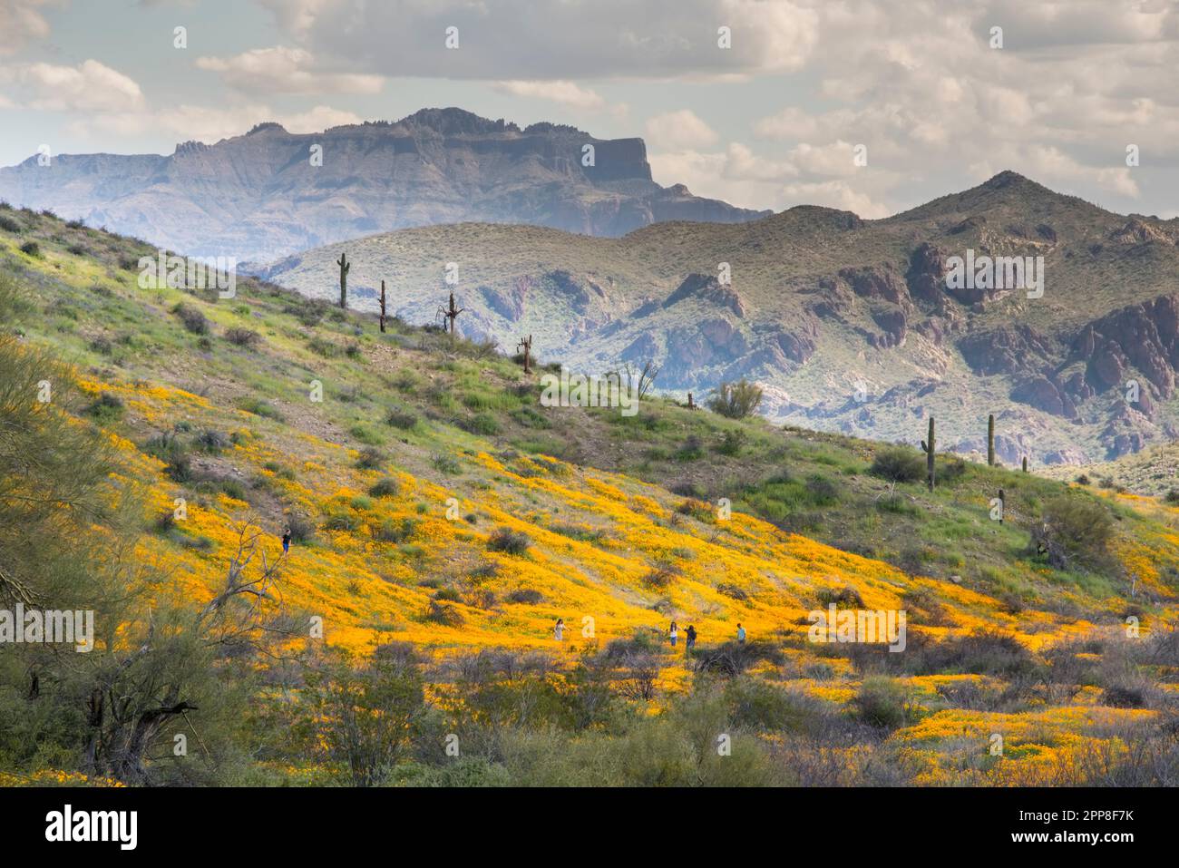 Scenic landscape of wildflower, Mexican poppy, superbloom, Bush Highway ...