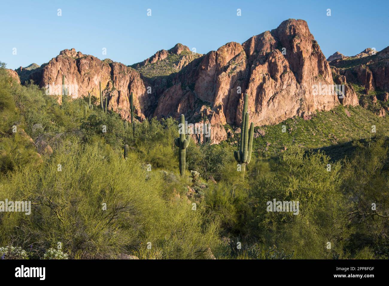 Scenic Landscape of Sonoran Desert in springtime, Lower Salt River ...
