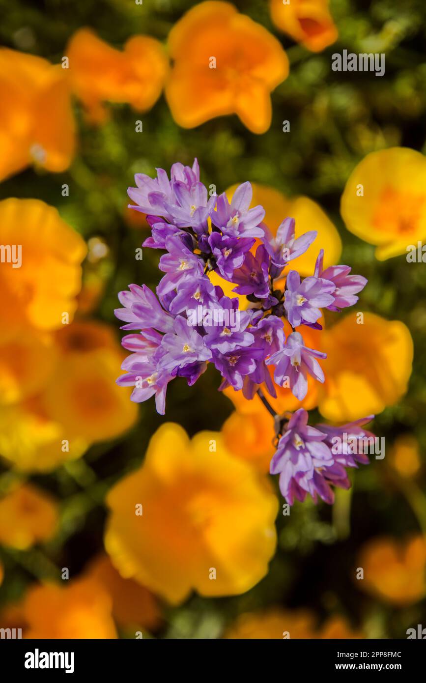 Macro close up of flowers in wildflower superbloom, 2023, Bush Highway ...