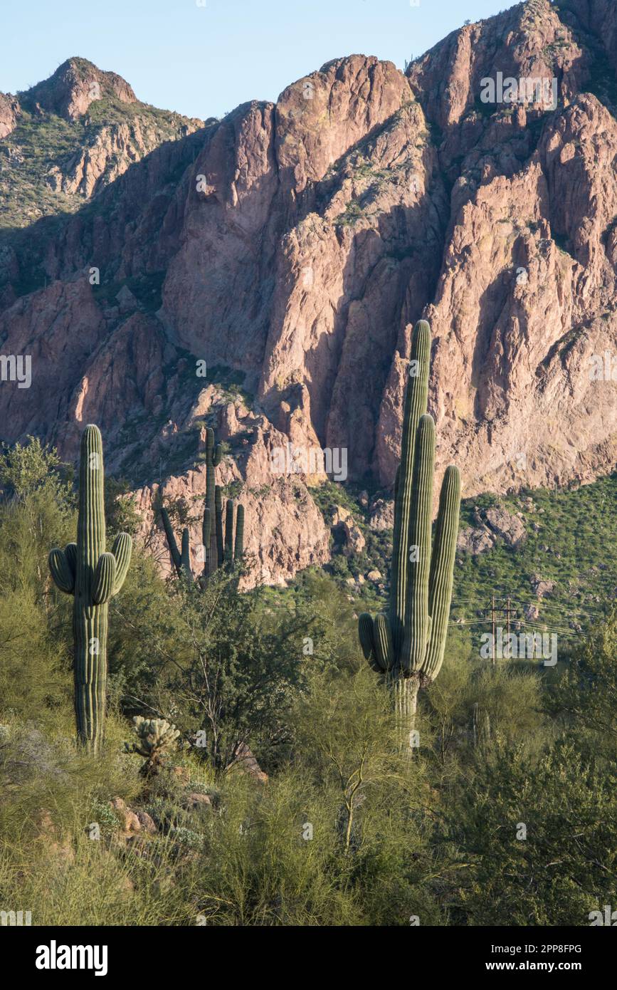 Scenic Landscape of Sonoran Desert in springtime, Lower Salt River ...