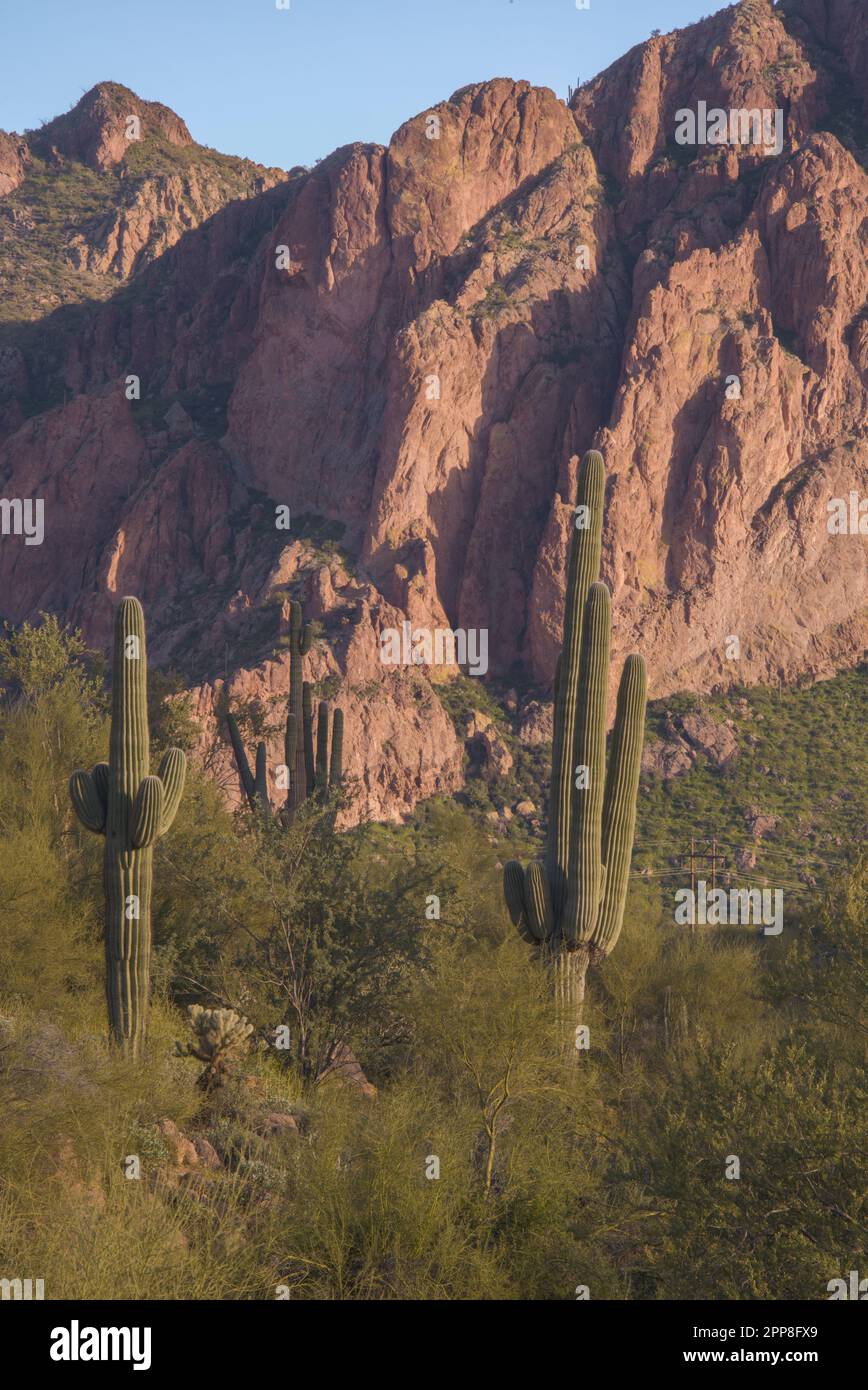 Scenic Landscape of Sonoran Desert in springtime, Lower Salt River ...