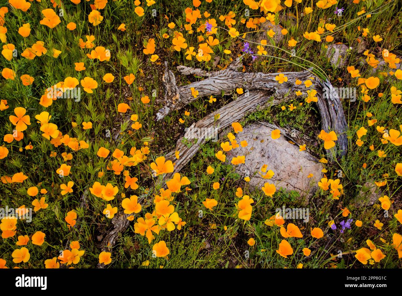 Macro close up of flowers in wildflower superbloom, 2023, Bush Highway ...