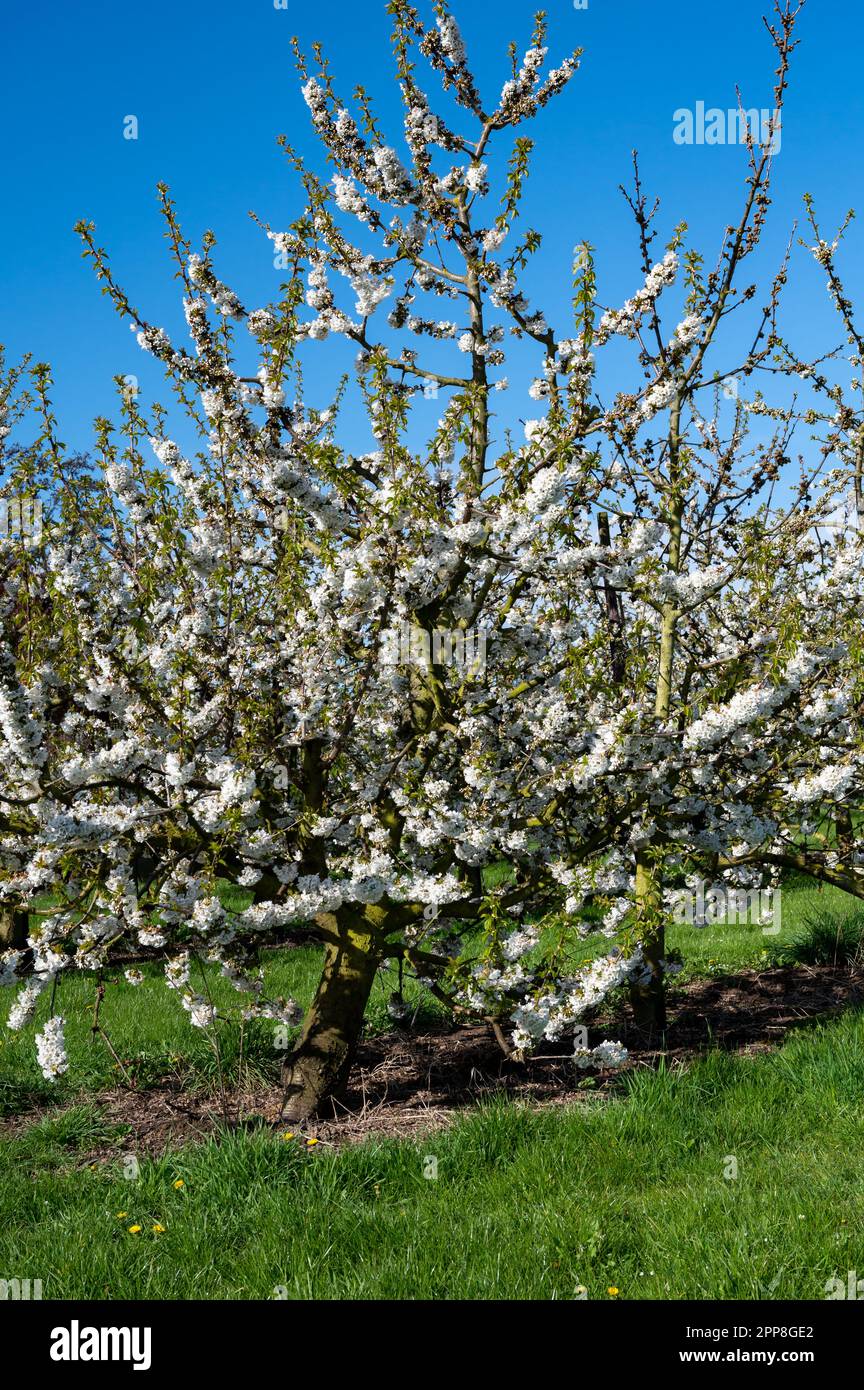 Spring blossom of cherry trees in orchard, fruit region Haspengouw ...