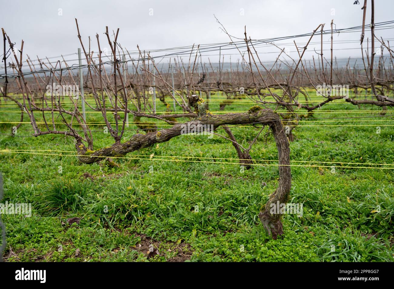 View of Champagne gran cru pinor noir vineyards near Bouzy village at ...