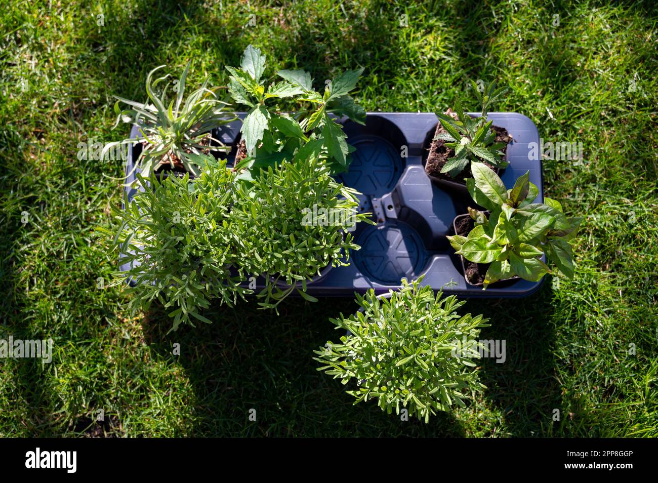 Spring garden reconstruction works in progress, new decorative and ...