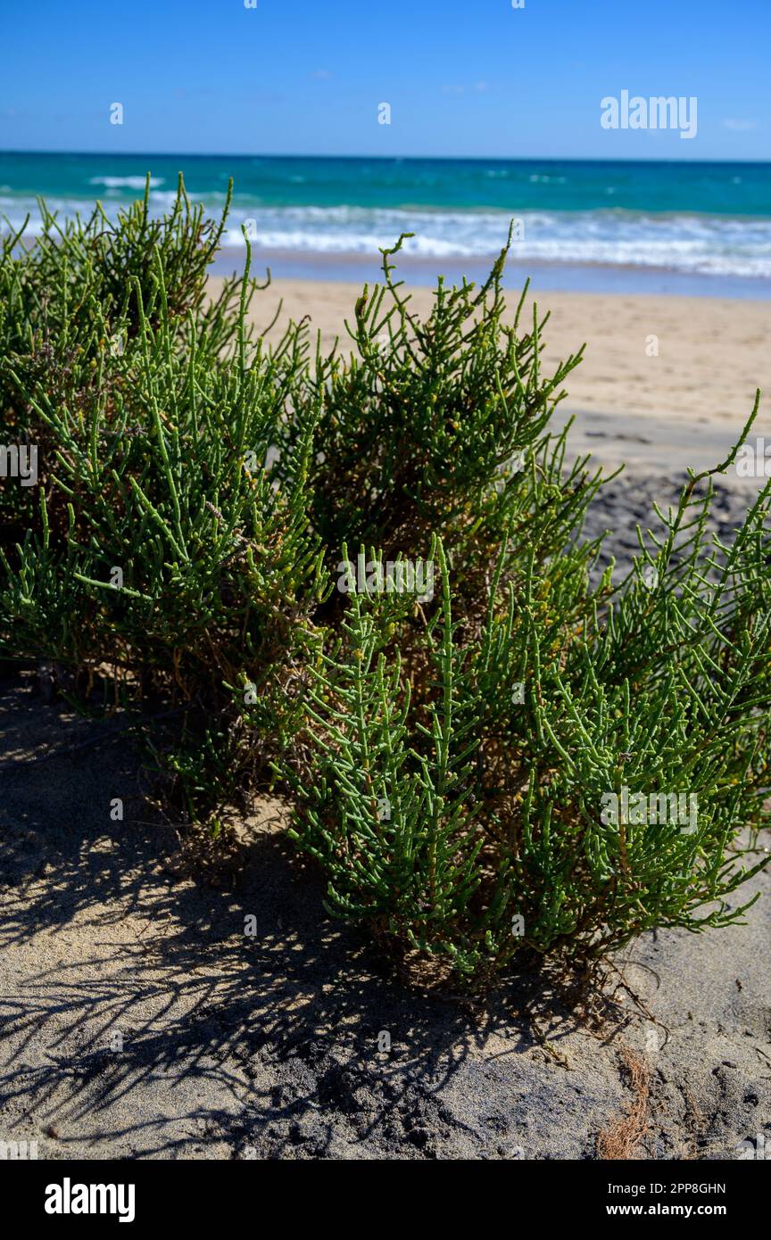 Salicornia edible plants growing in salt marshes, beaches, named also ...