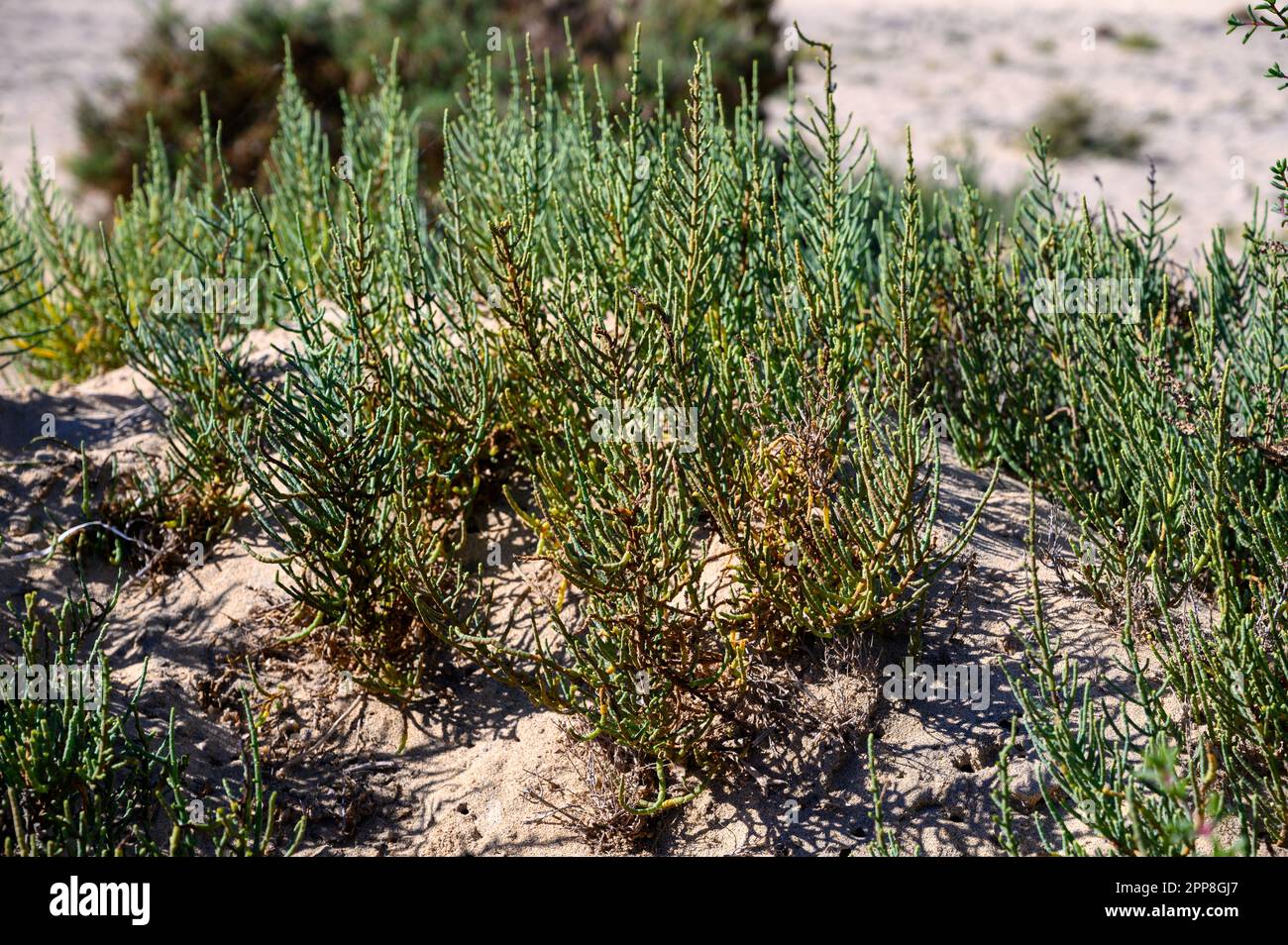 Salicornia edible plants growing in salt marshes, beaches, named also ...