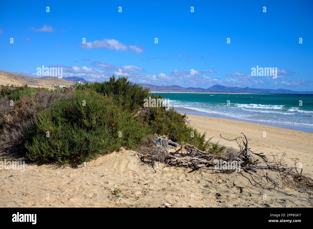 Salicornia edible plants growing in salt marshes, beaches, named also ...