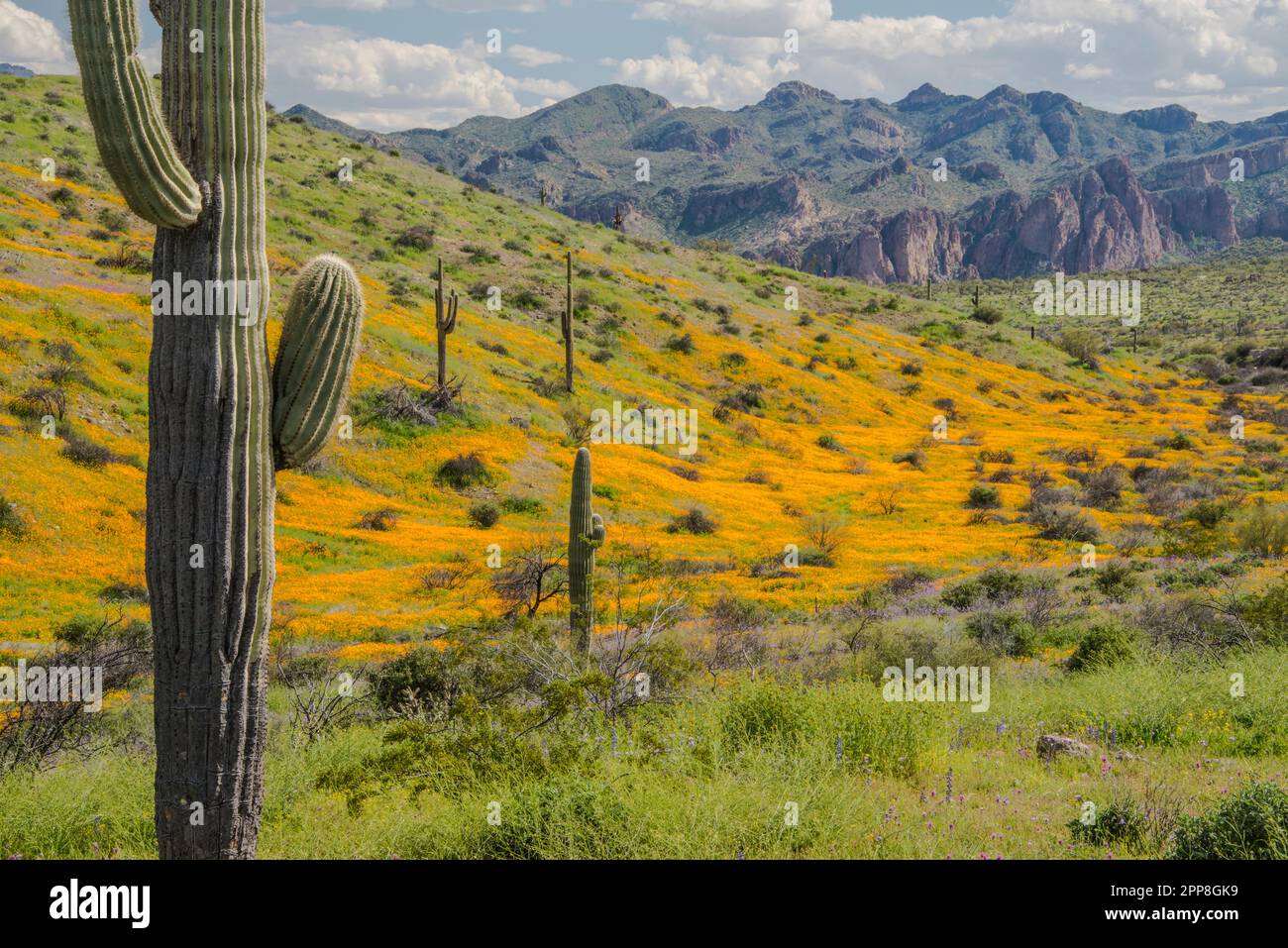 Scenic landscape of wildflower, Mexican poppy, superbloom, Bush Highway ...