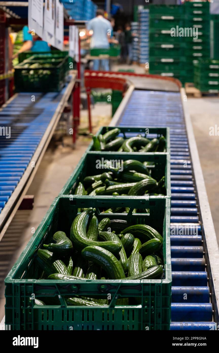 Handling and packaging of fresh harvested green cucumbers vegetables in ...
