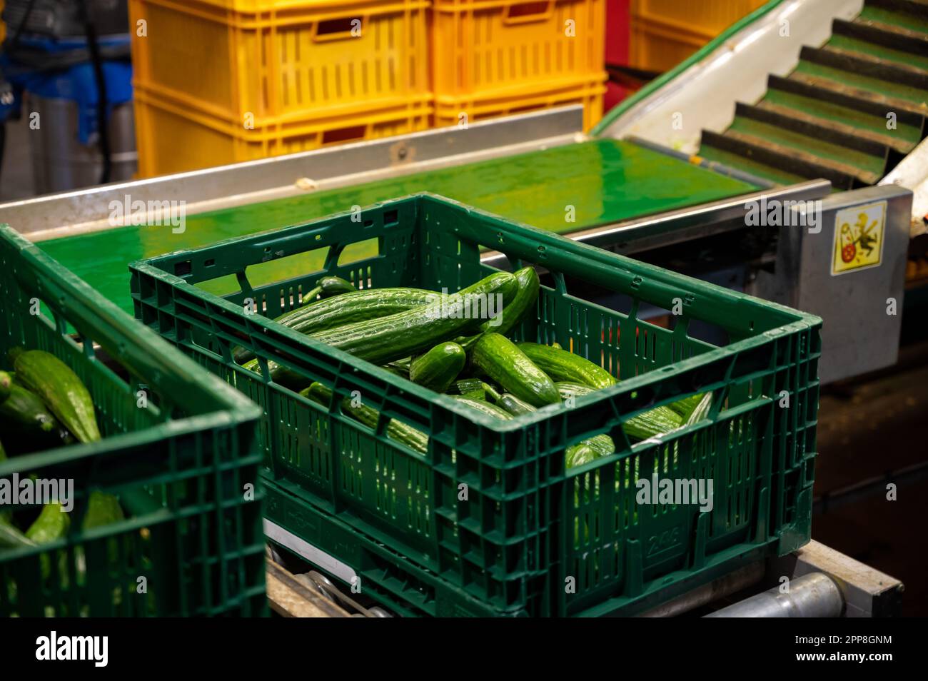 Handling and packaging of fresh harvested green cucumbers vegetables in ...