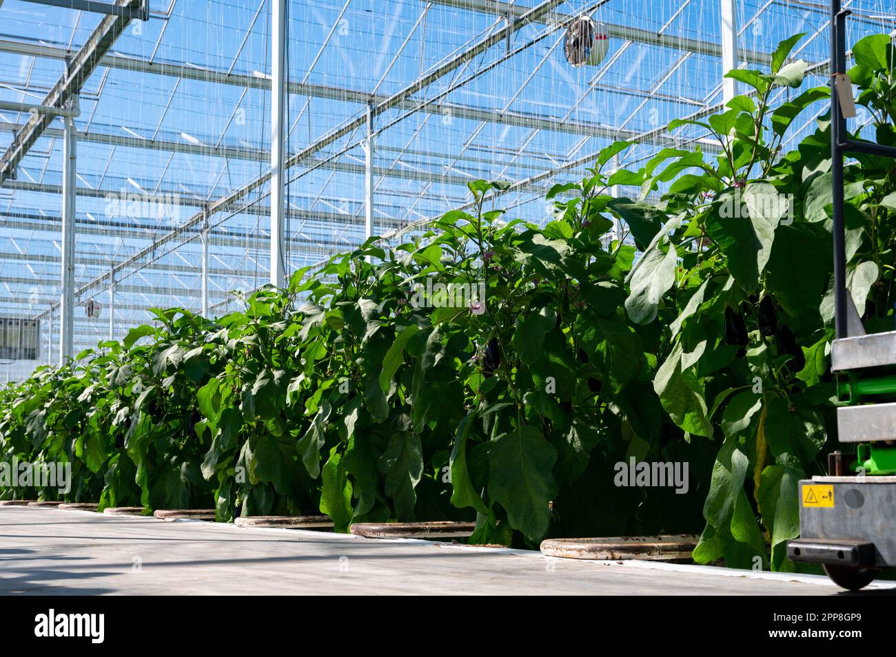 Dutch organic greenhouse farm with rows of eggplants plants with ripe ...