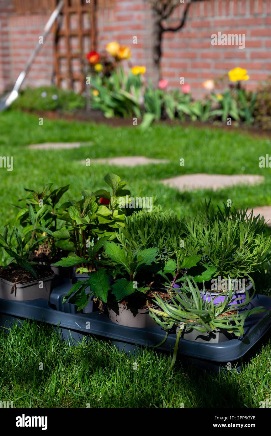 Spring garden reconstruction works in progress, new decorative and ...