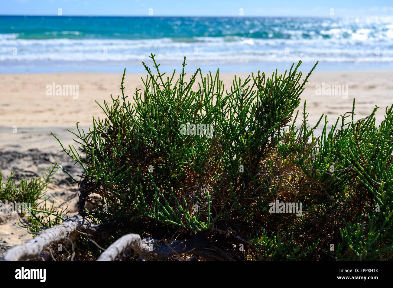 Salicornia edible plants growing in salt marshes, beaches, named also ...