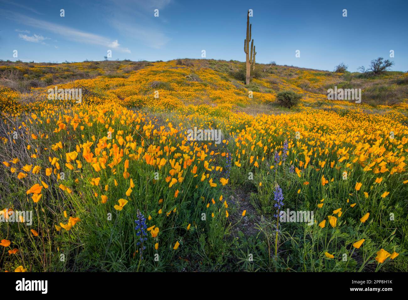 Scenic landscape of wildflower, Mexican poppy, superbloom, Bush Highway ...